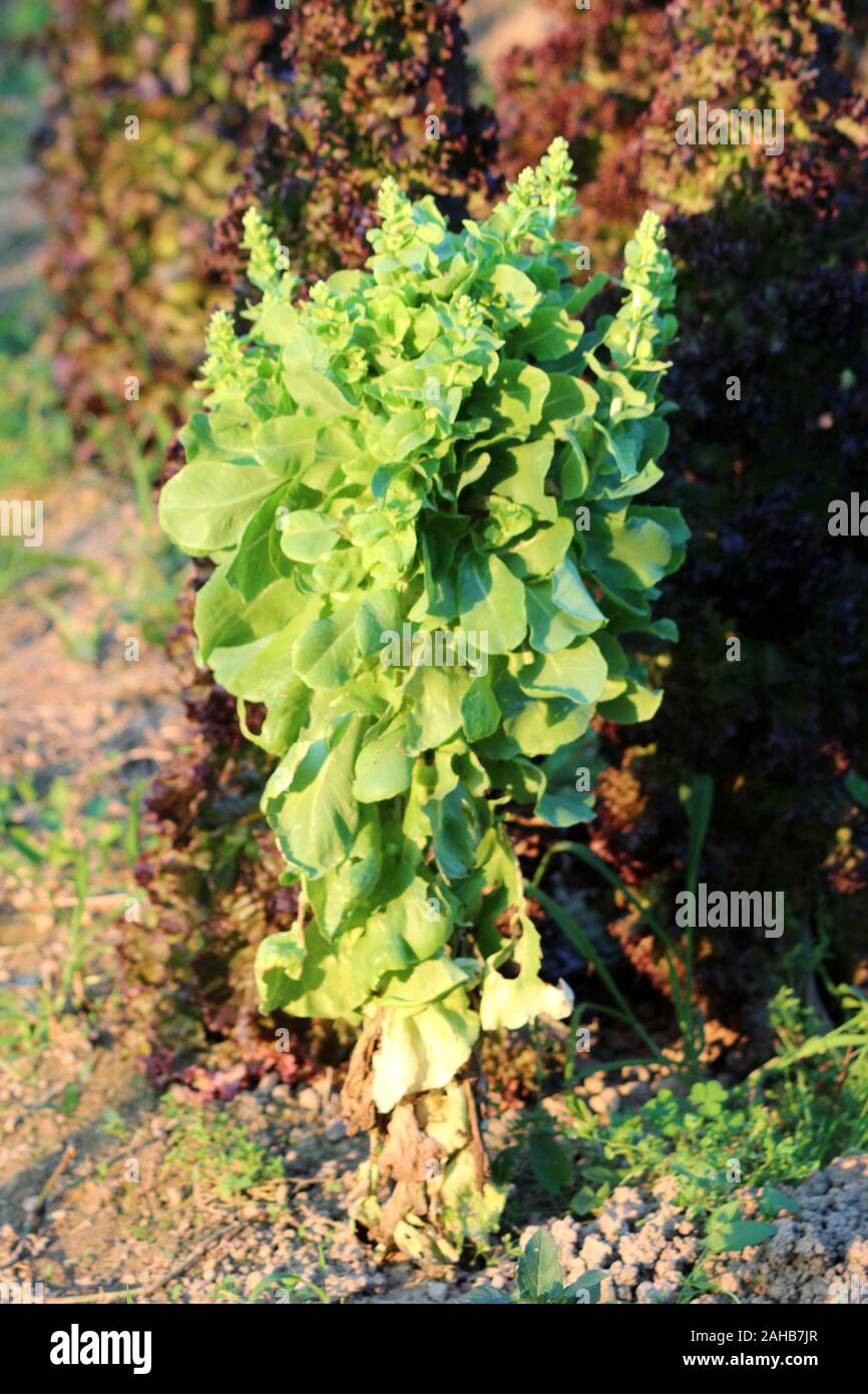 Tall Lettuce High Resolution Stock Photography and Images - Alamy