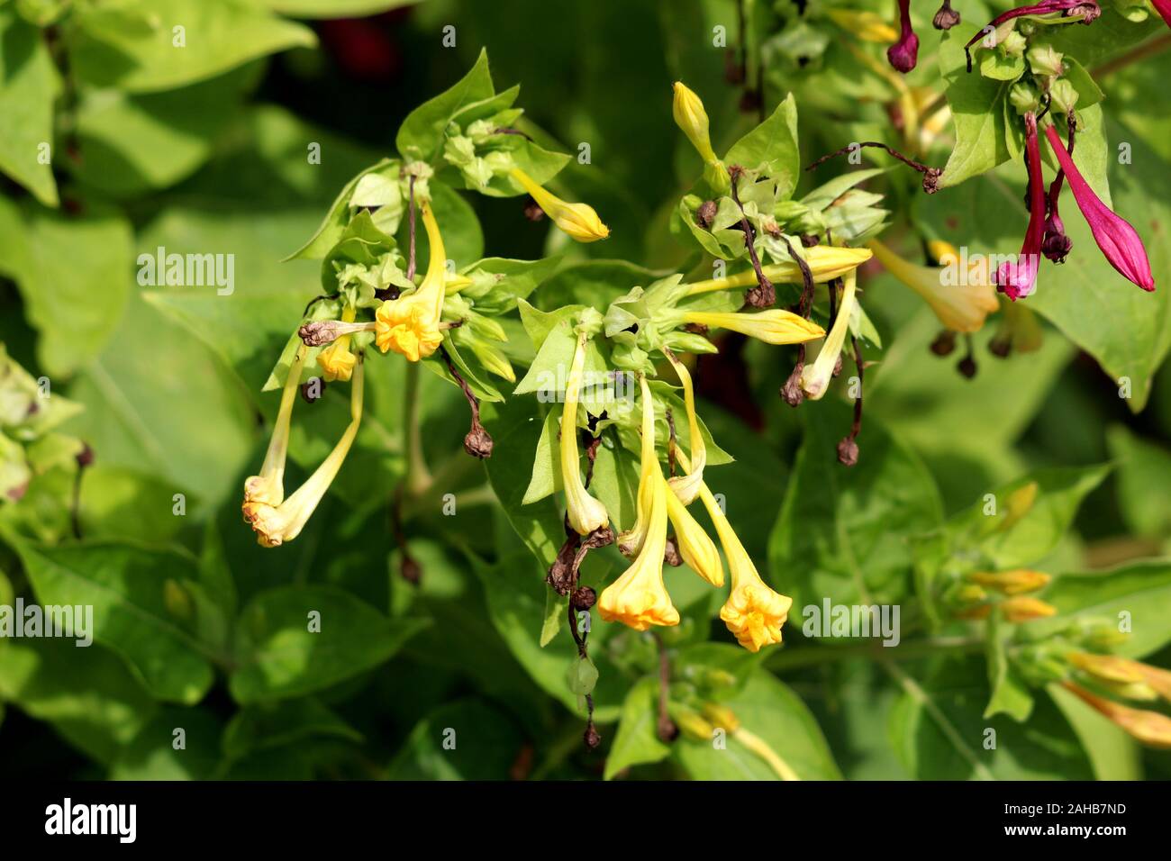Marvel of Peru or Mirabilis jalapa or Four oclock flower or Beauty of ...