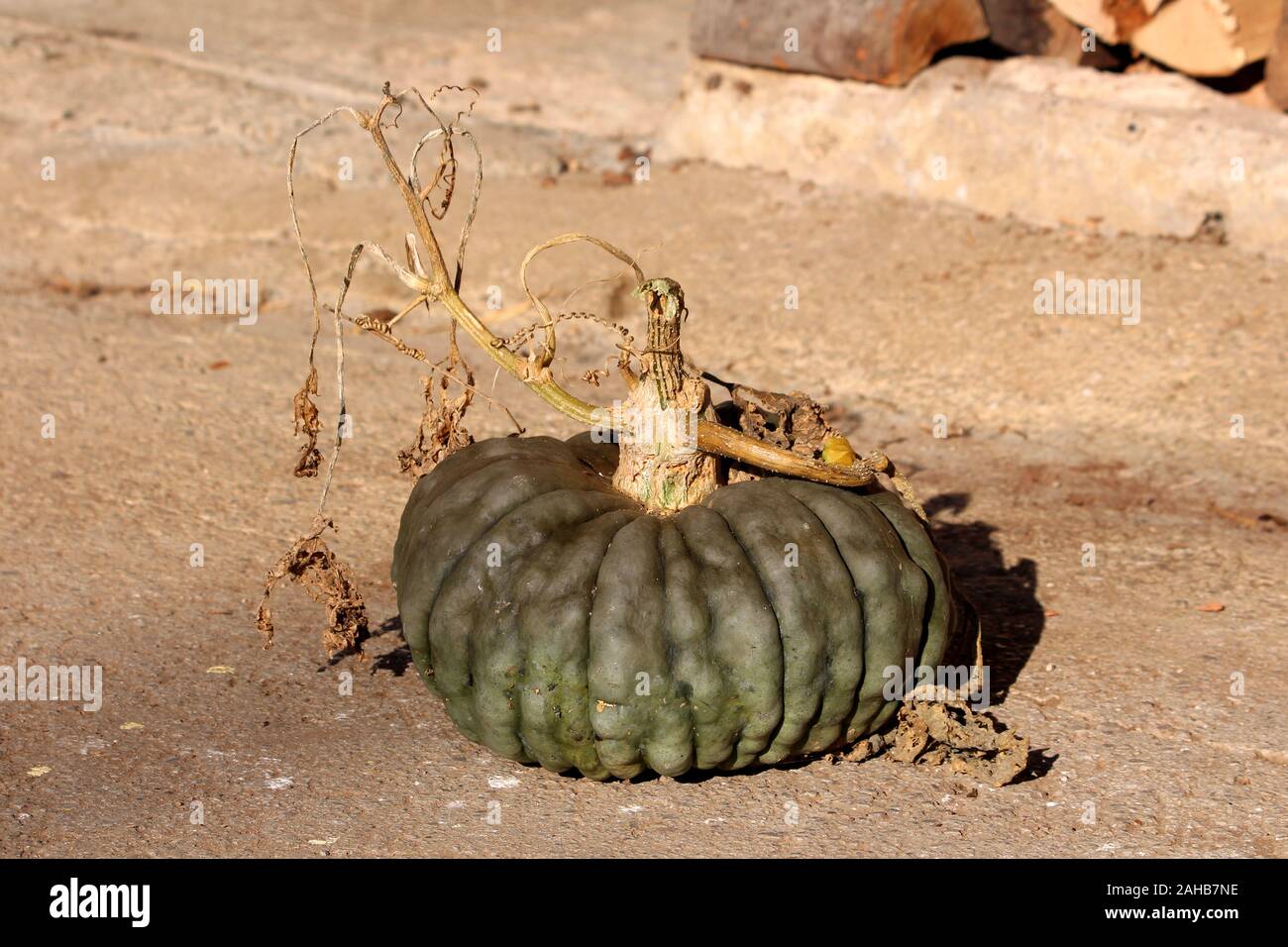 Zucca barucca hi-res stock photography and images - Alamy