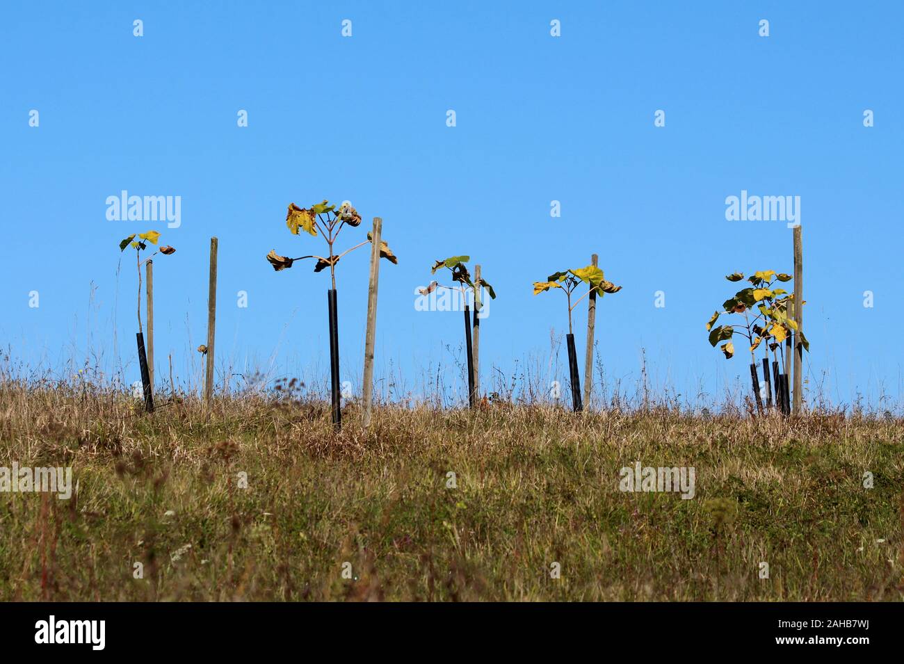 Multiple small trees planted on top of hill supported with wooden ...
