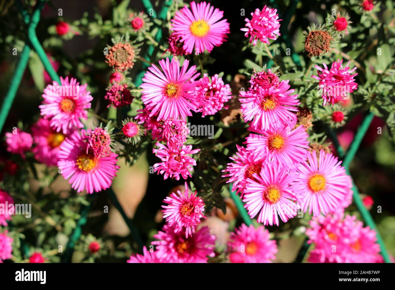 Aster Flowers High Resolution Stock Photography and Images - Alamy