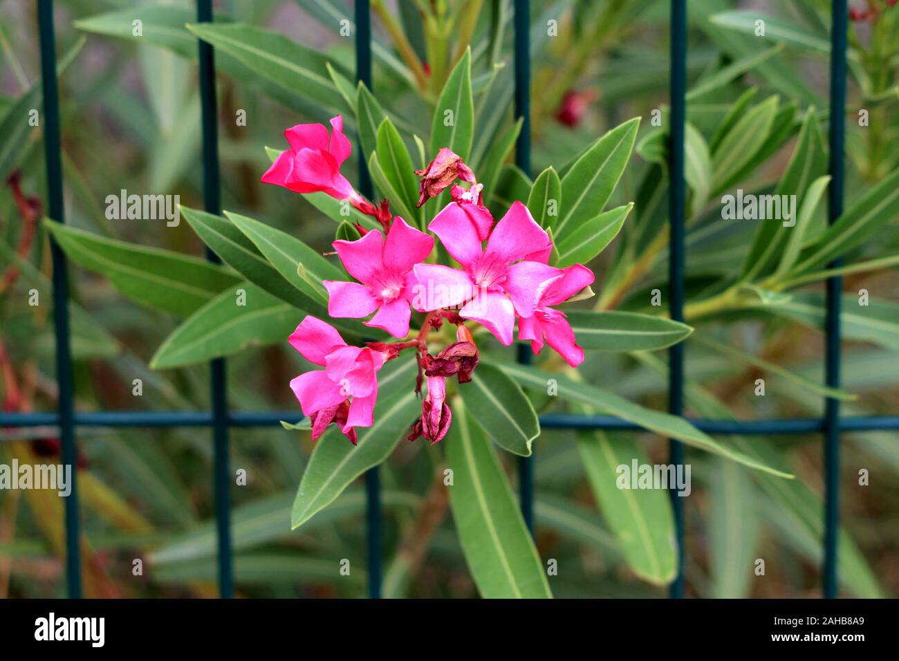 Oleander or Nerium oleander shrub plant with open blooming pink flowers ...