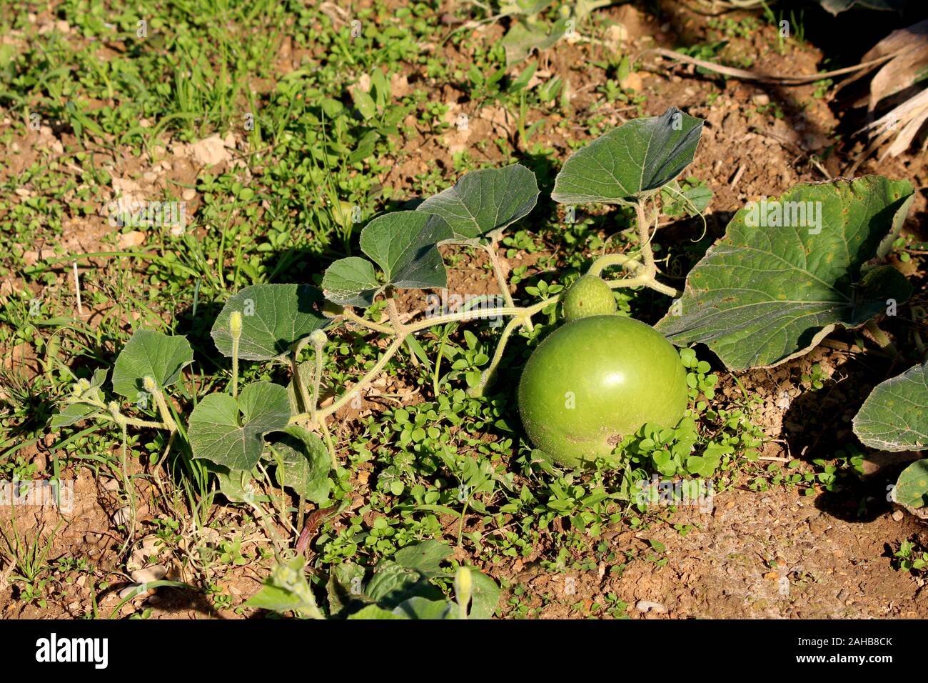 Ornamental gourd plant vine with large dark green leaves and flower ...