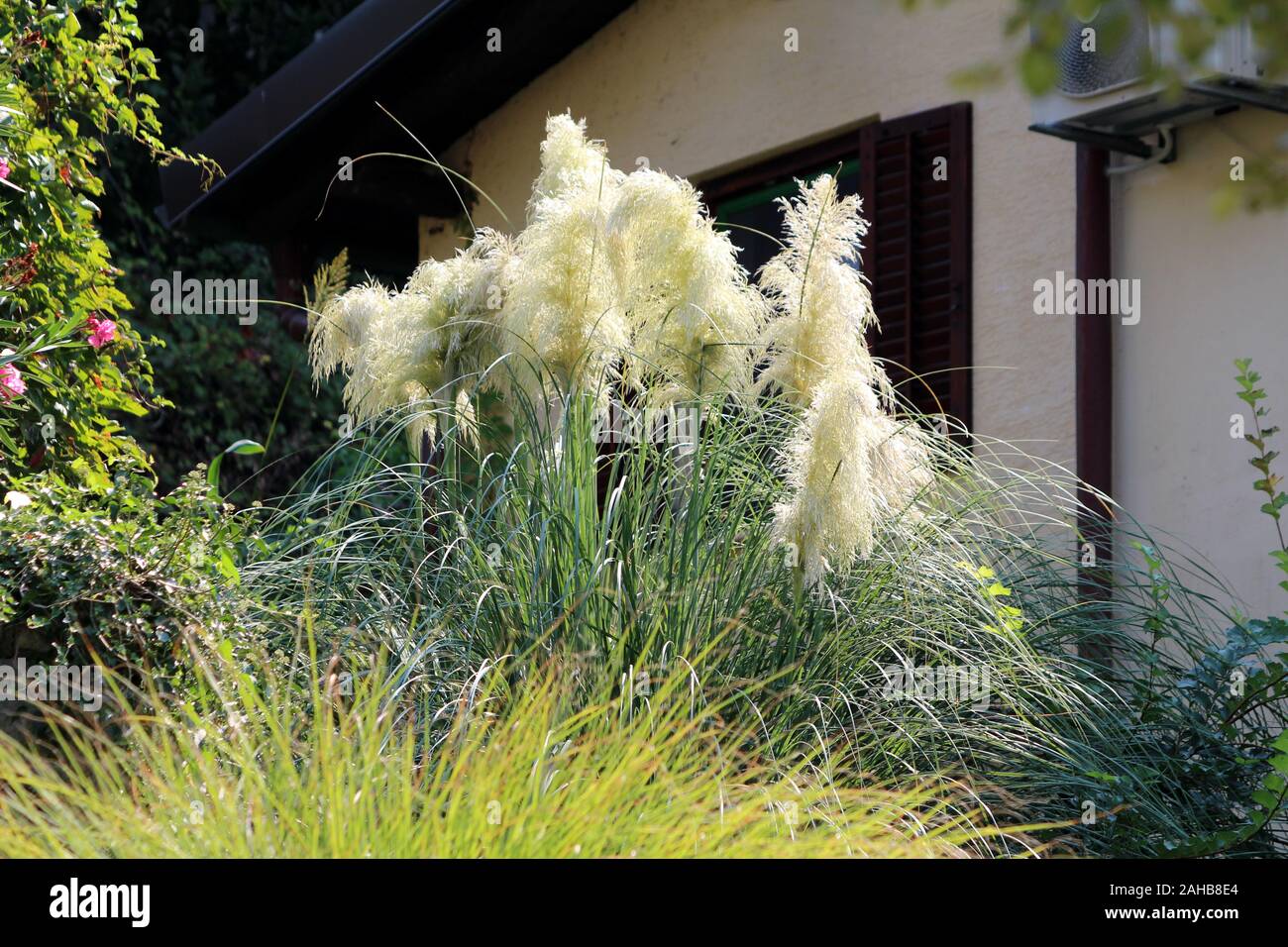 Large pampas grass hi-res stock photography and images - Alamy
