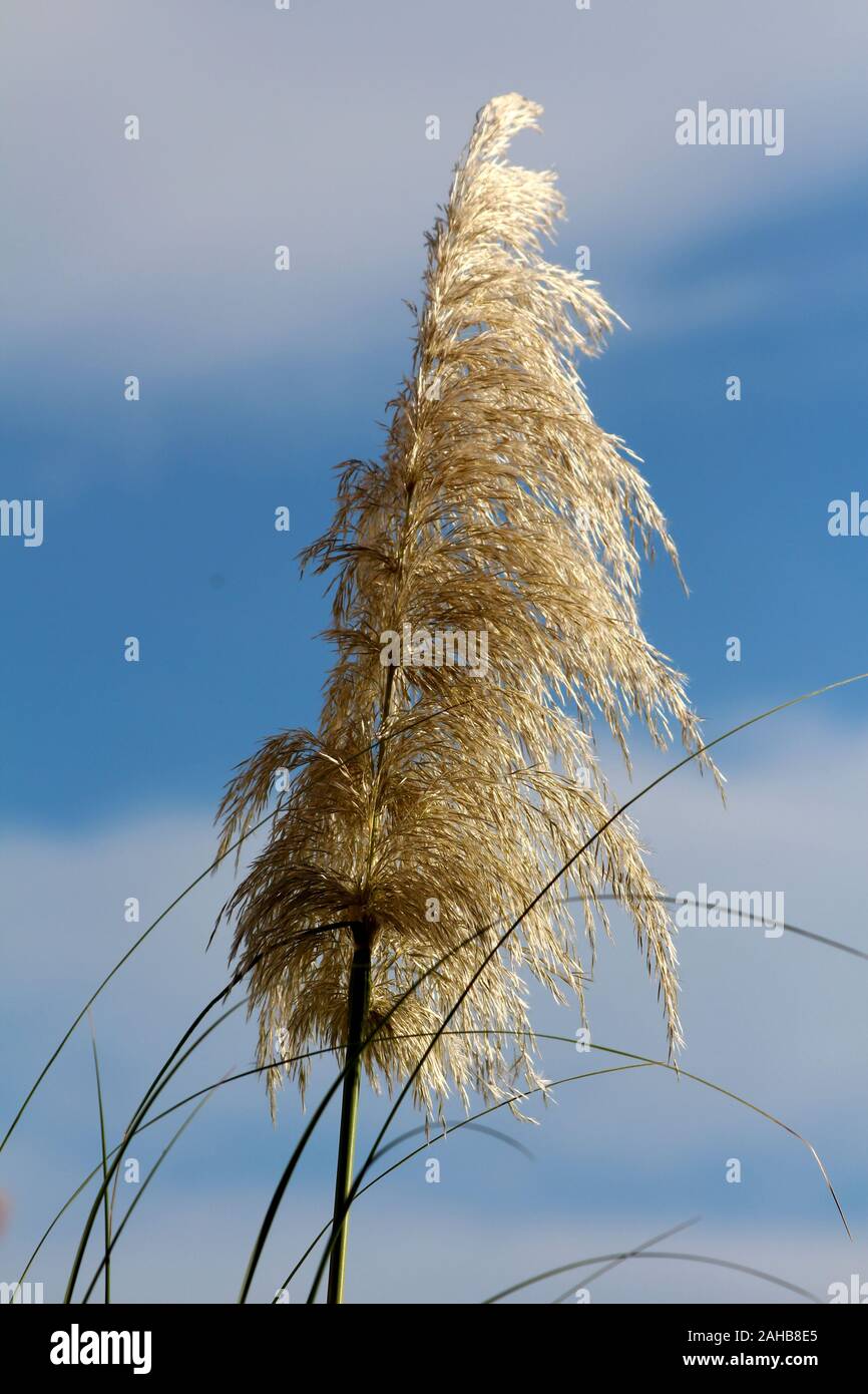 Pampas grass or Cortaderia selloana perennial flowering plant single ...