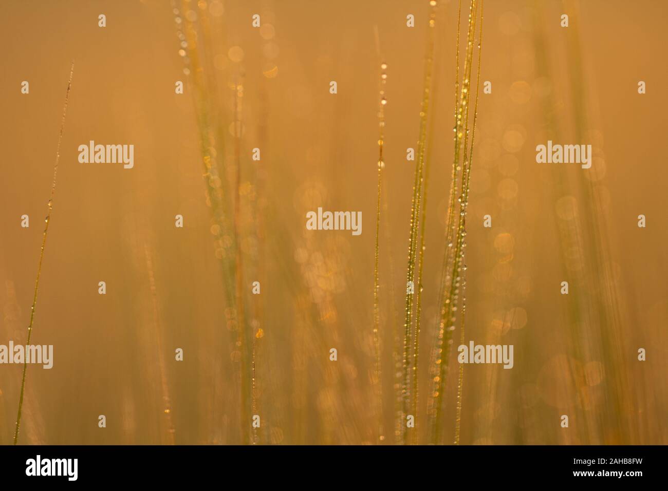 Wheat spikes, mustache, sprouts, macrophotography, abstract background ...