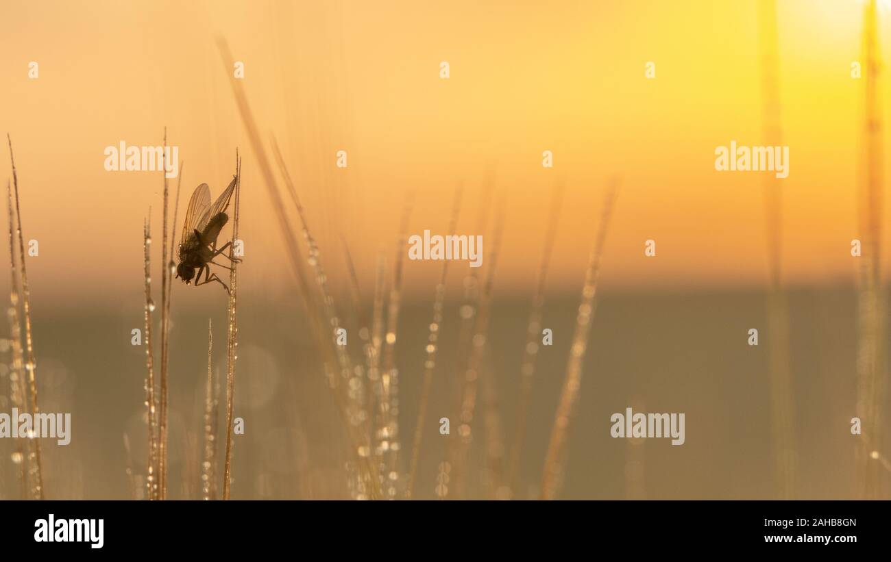 Wheat spikes, mustache, sprouts, macrophotography, abstract background ...