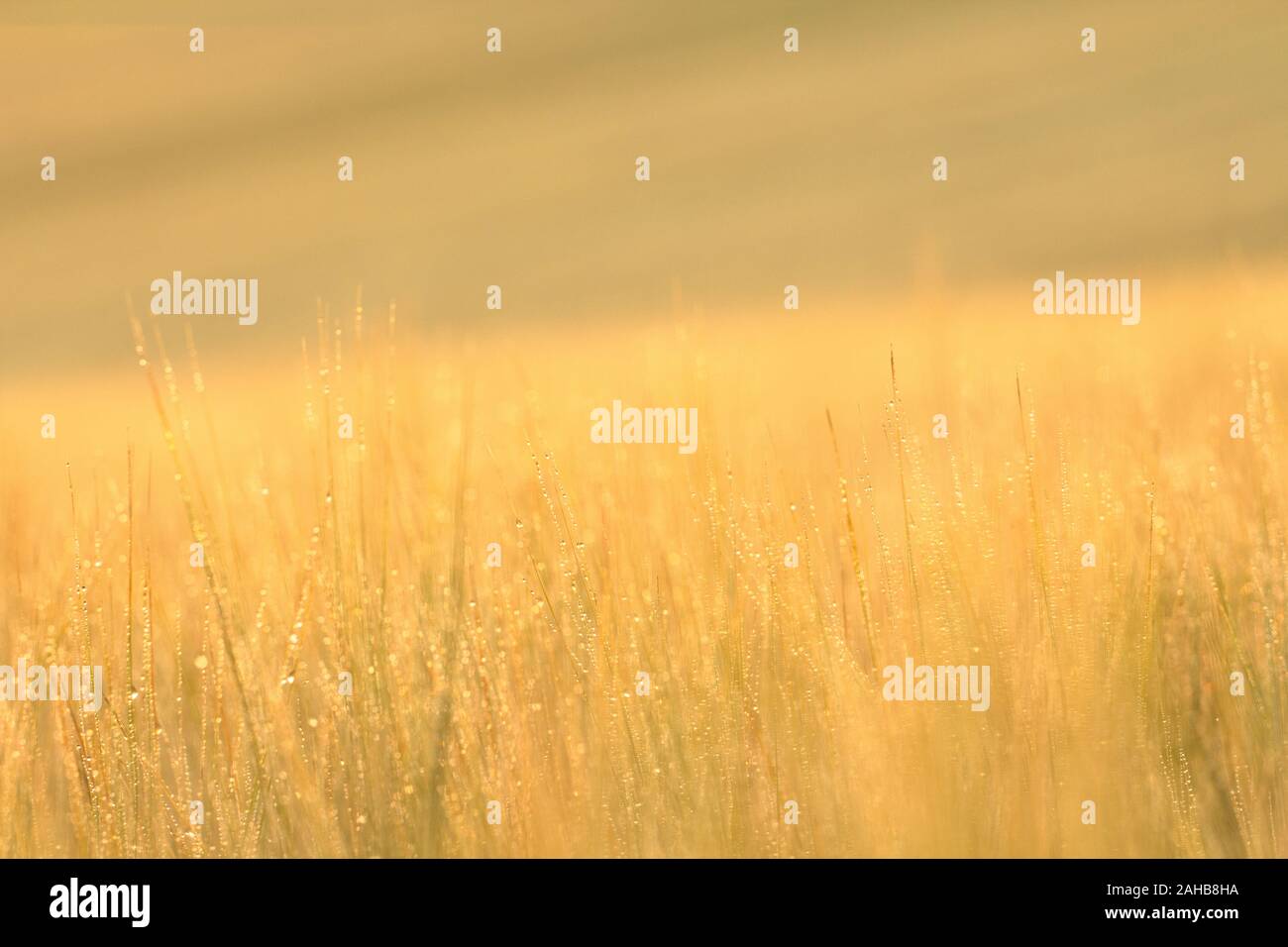 Wheat spikes, mustache, sprouts, macrophotography, abstract background ...
