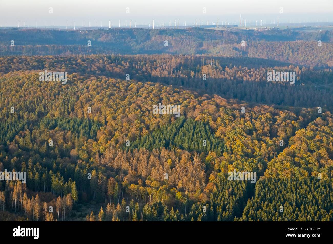 aerial photograph, autumnal mixed forest, spruce forest, deciduous ...