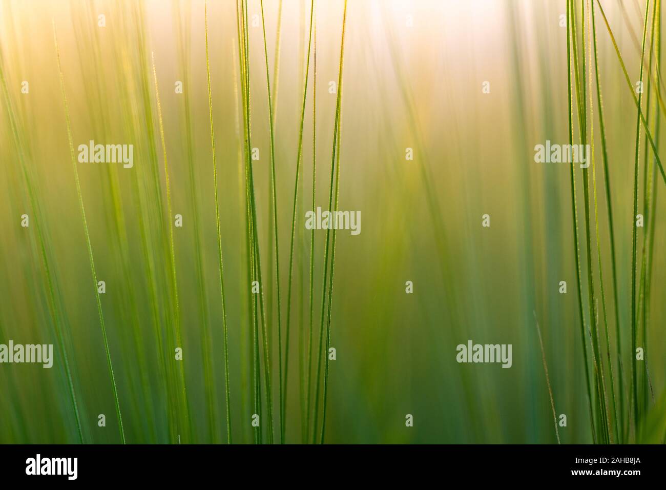 Wheat spikes, mustache, sprouts, macrophotography, abstract background ...