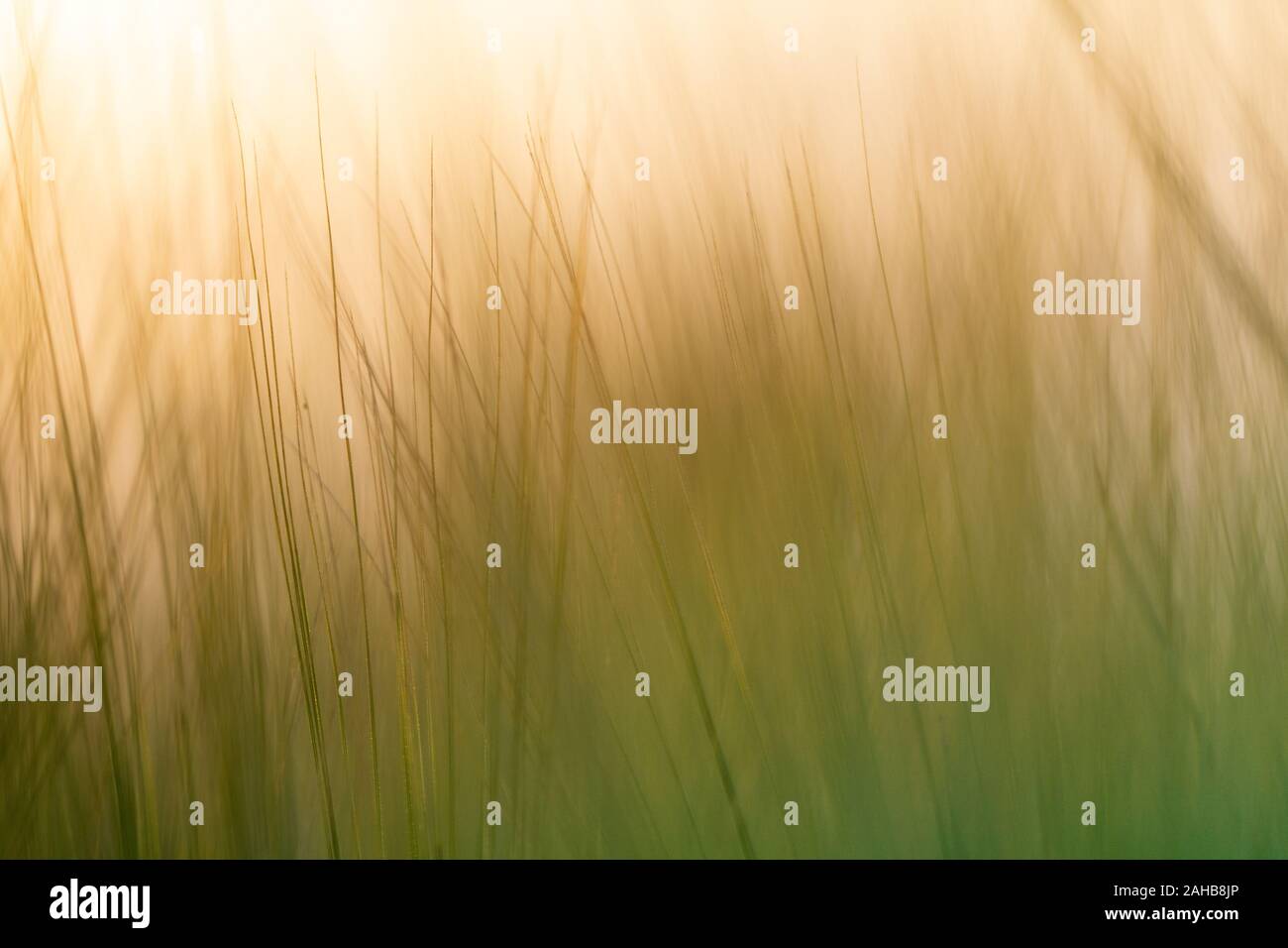 Wheat spikes, mustache, sprouts, macrophotography, abstract background ...