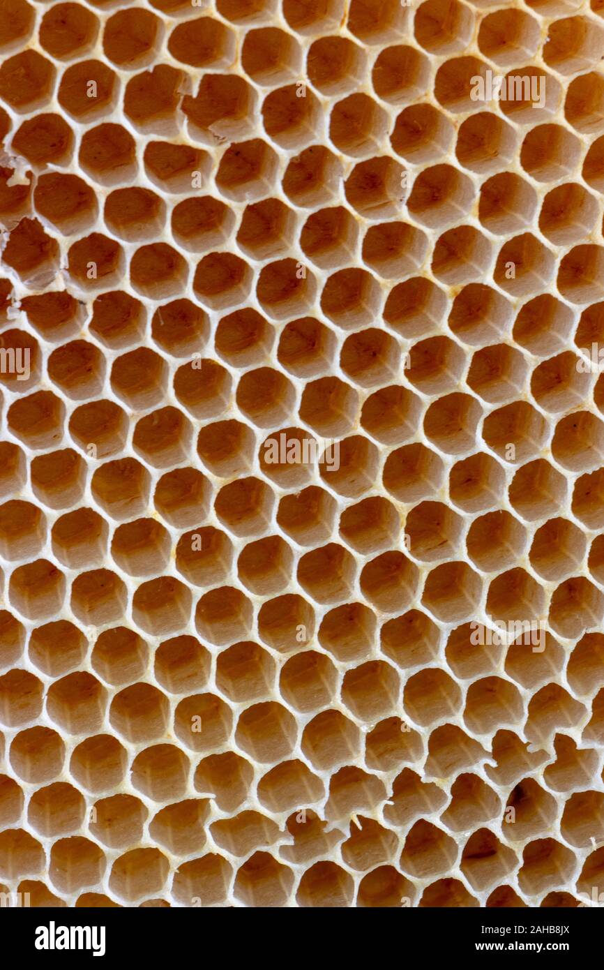 The texture of empty wax honeycombs built by bees, without human ...