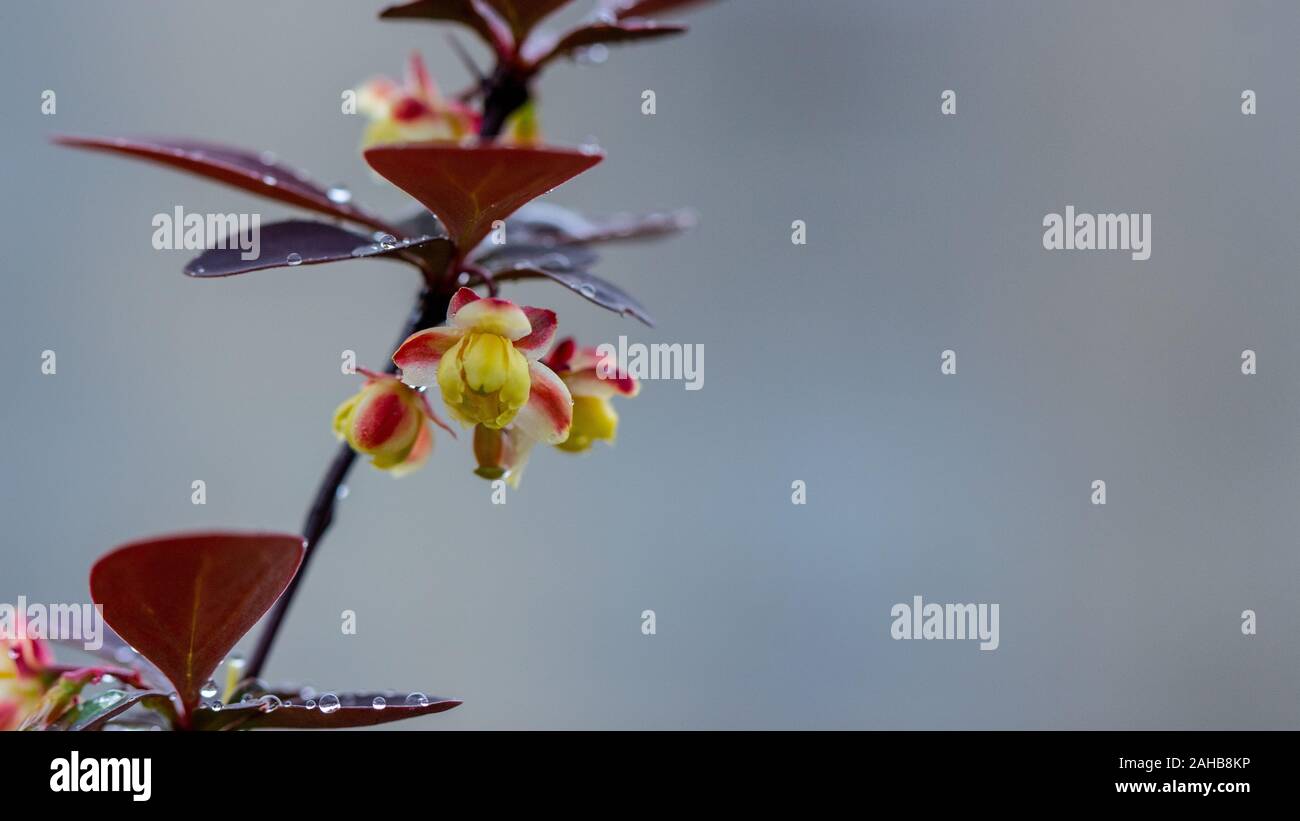 Flowering barberry barley with red leaves, and drops of water close up ...