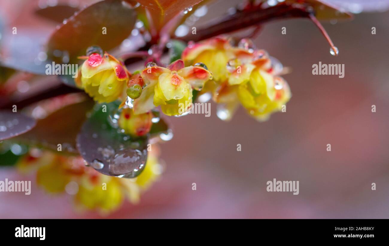 Flowering barberry barley with red leaves, and drops of water close up ...