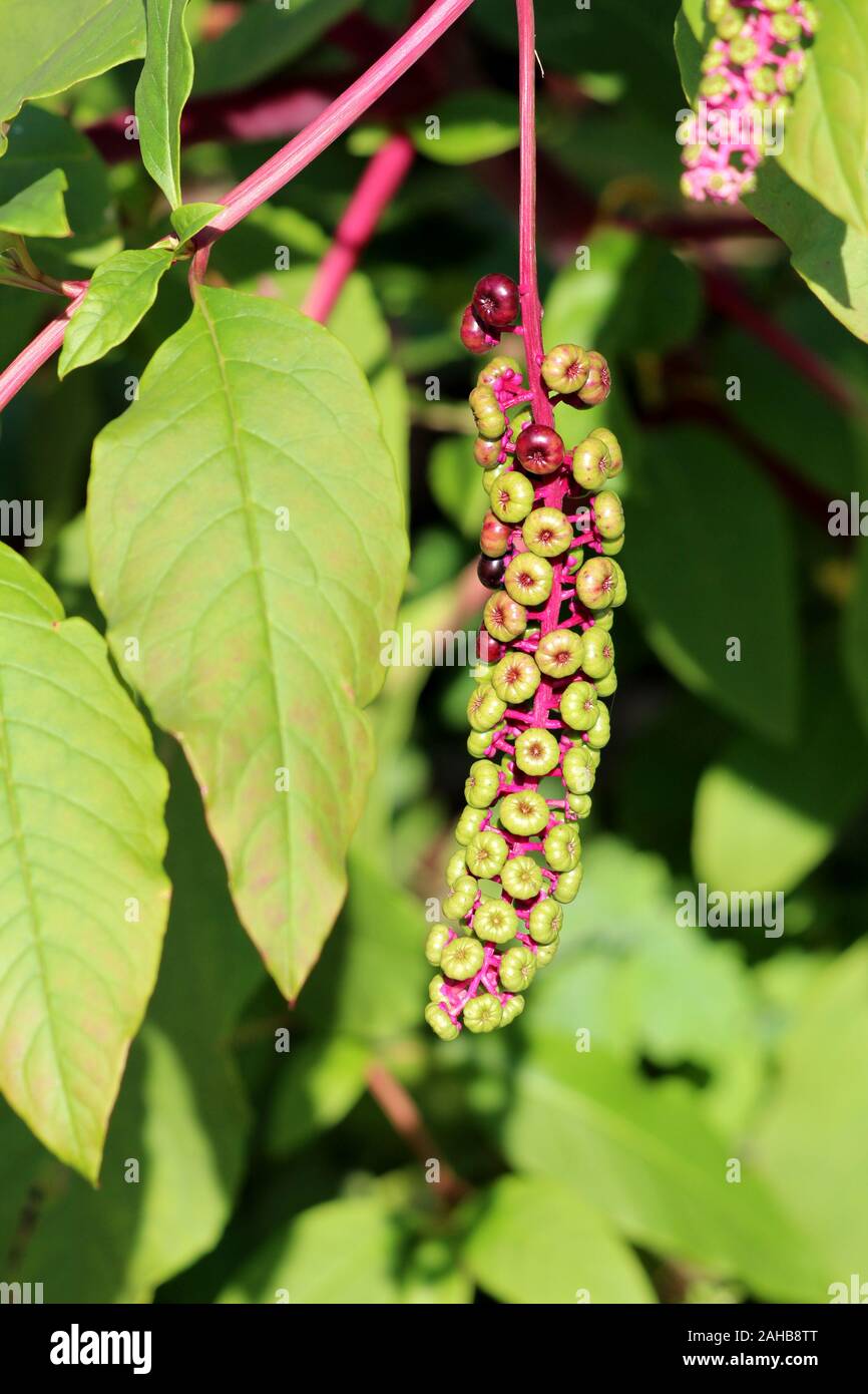 Pokeweed or Phytolacca americana or American pokeweed or Poke salad ...