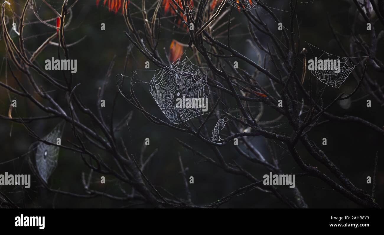 North american spiders hi-res stock photography and images - Alamy