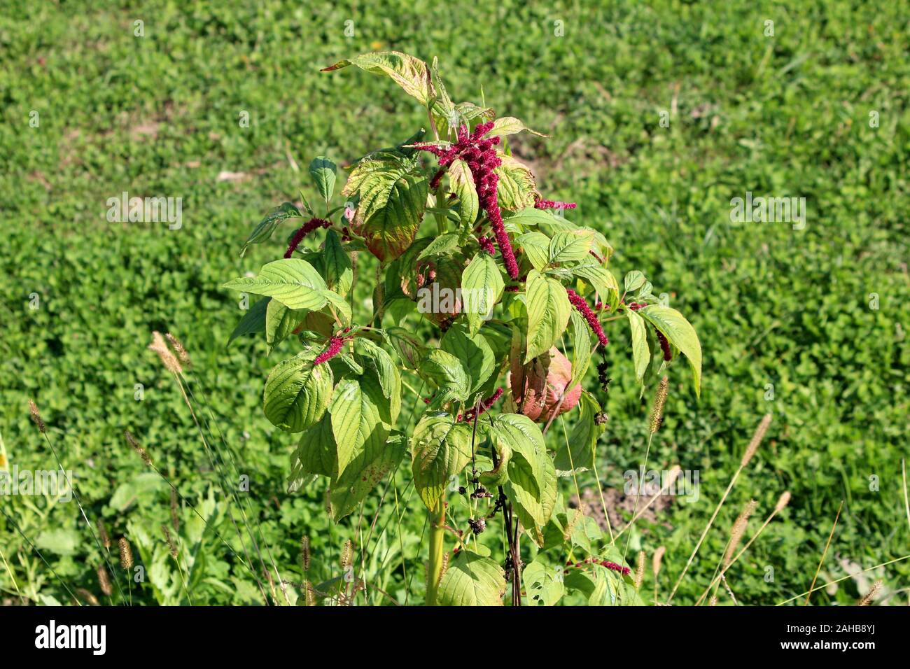 Princes feather or Amaranthus hypochondriacus or Prince of Wales ...