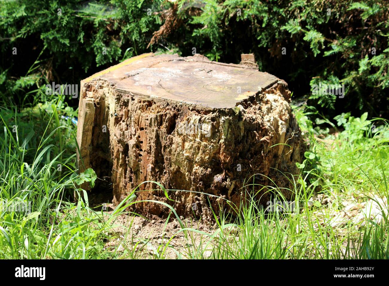 Rectangle looking tree stump left from tall old tree destroyed with ...
