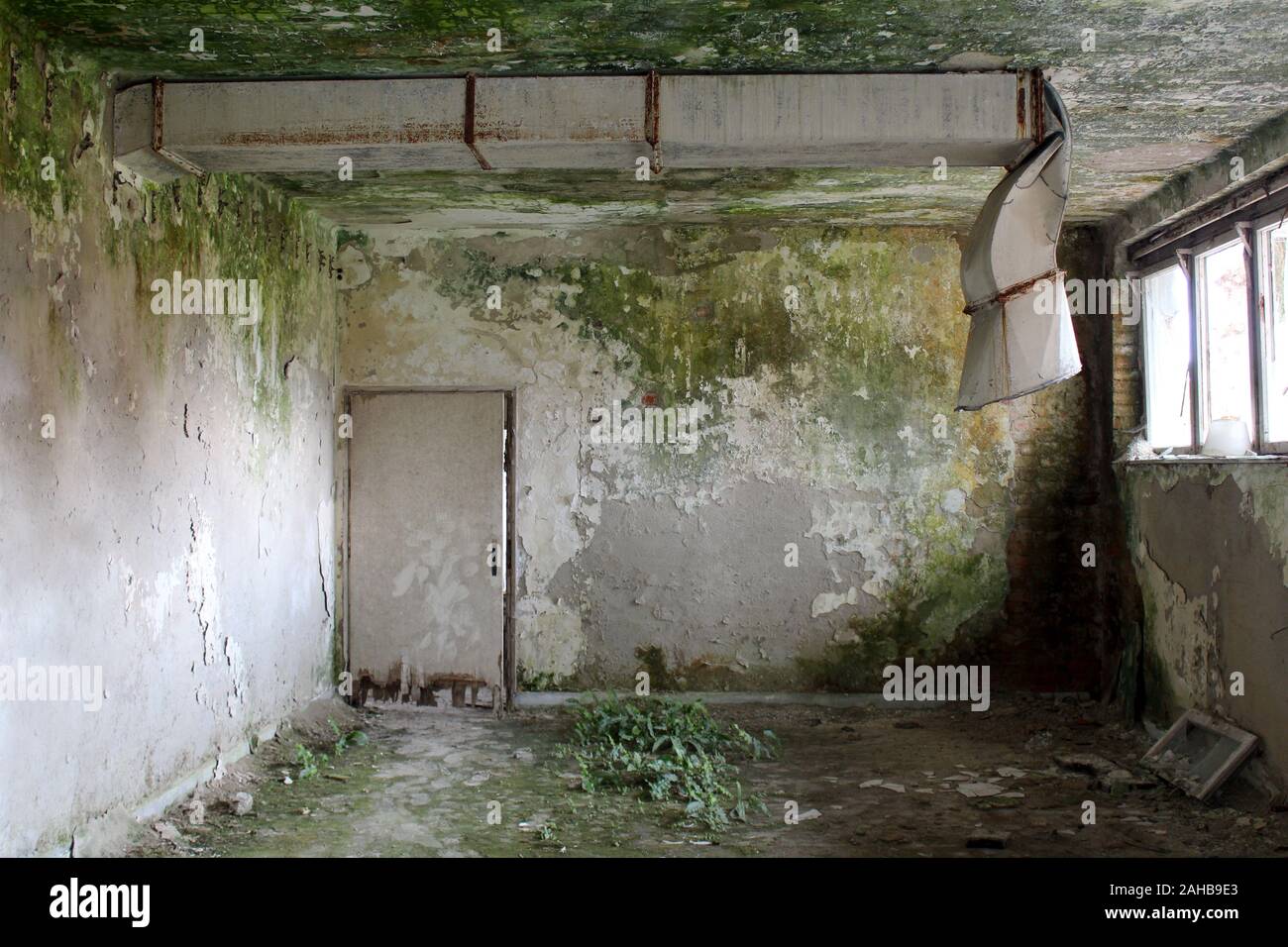 Scarry creepy green moss covered walls of dilapidated room with broken ...