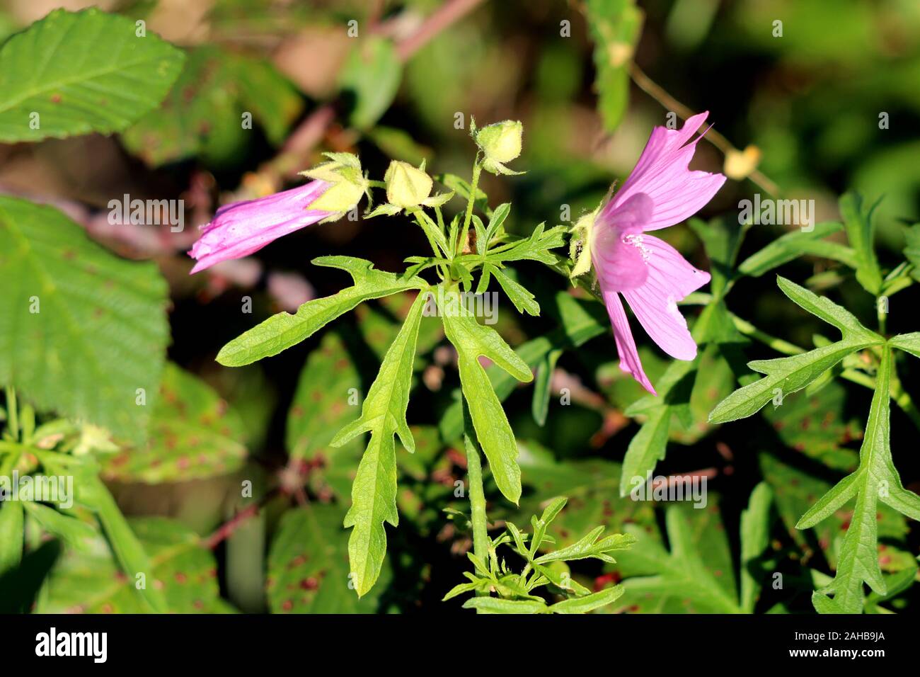 Side view of two Common mallow or Malva sylvestris or Cheeses or High ...