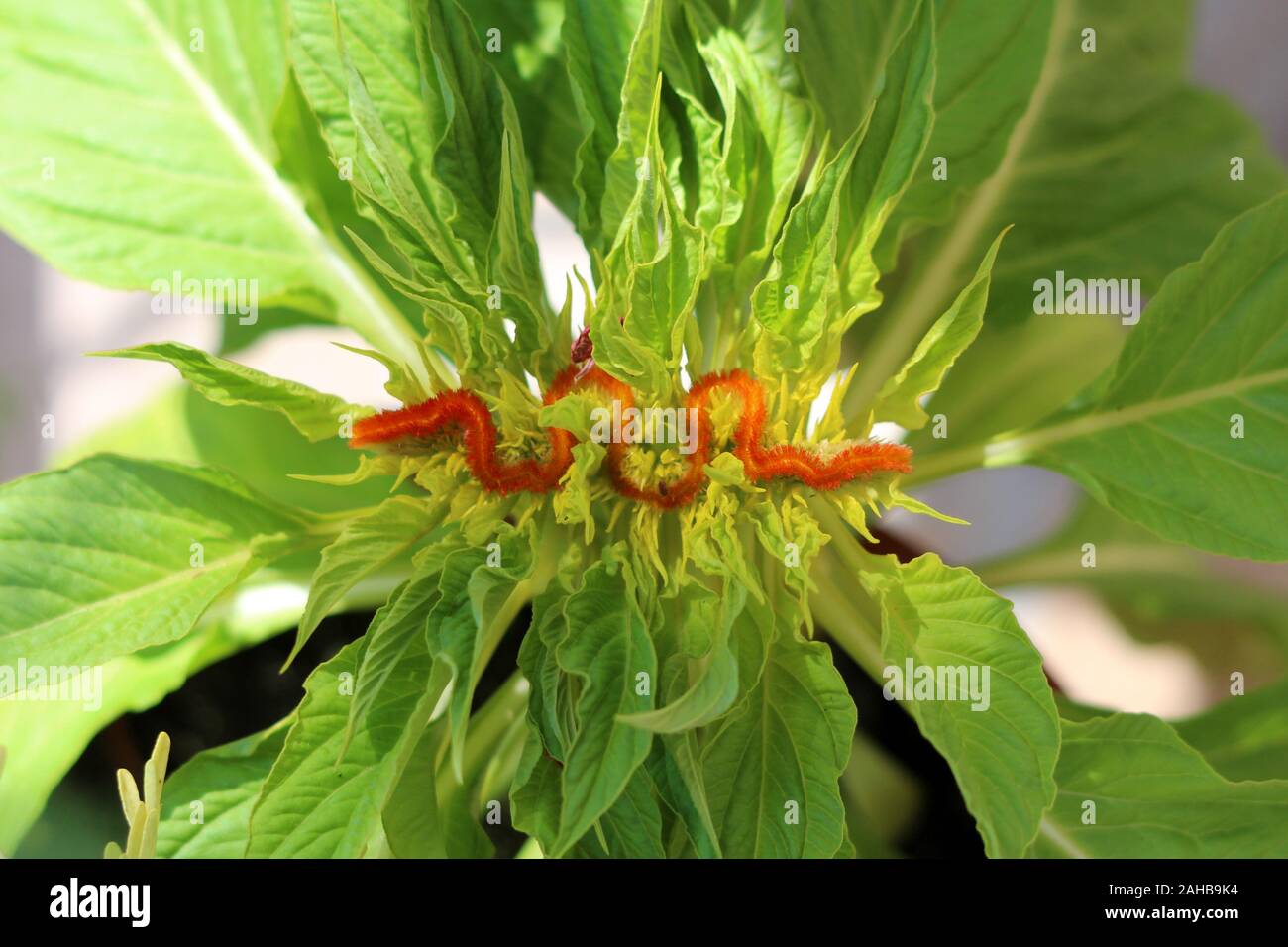 Silver cocks comb or Celosia argentea or Plumed cockscomb tender ...