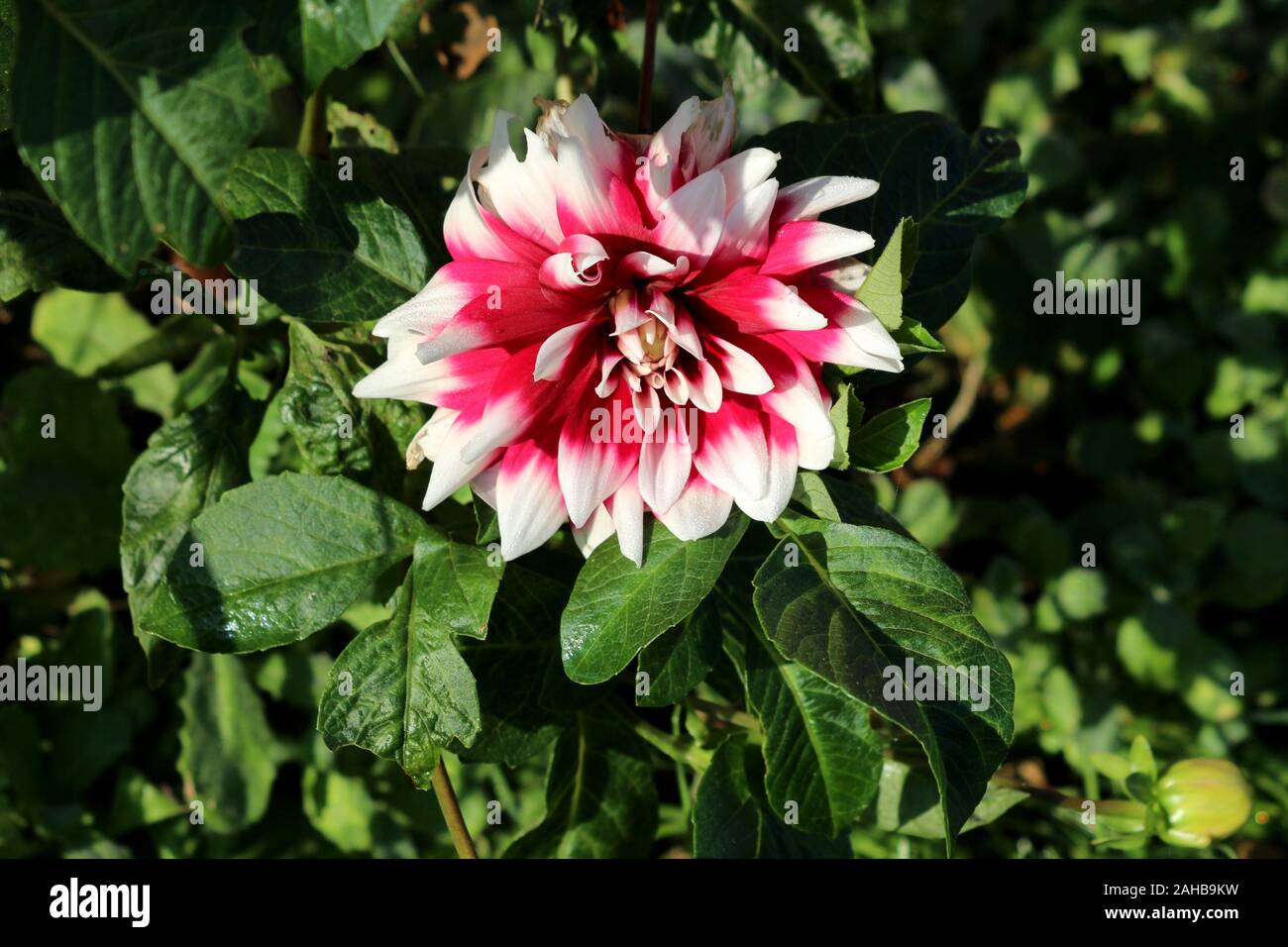 Single Dahlia bushy tuberous herbaceous perennial plant with large ...