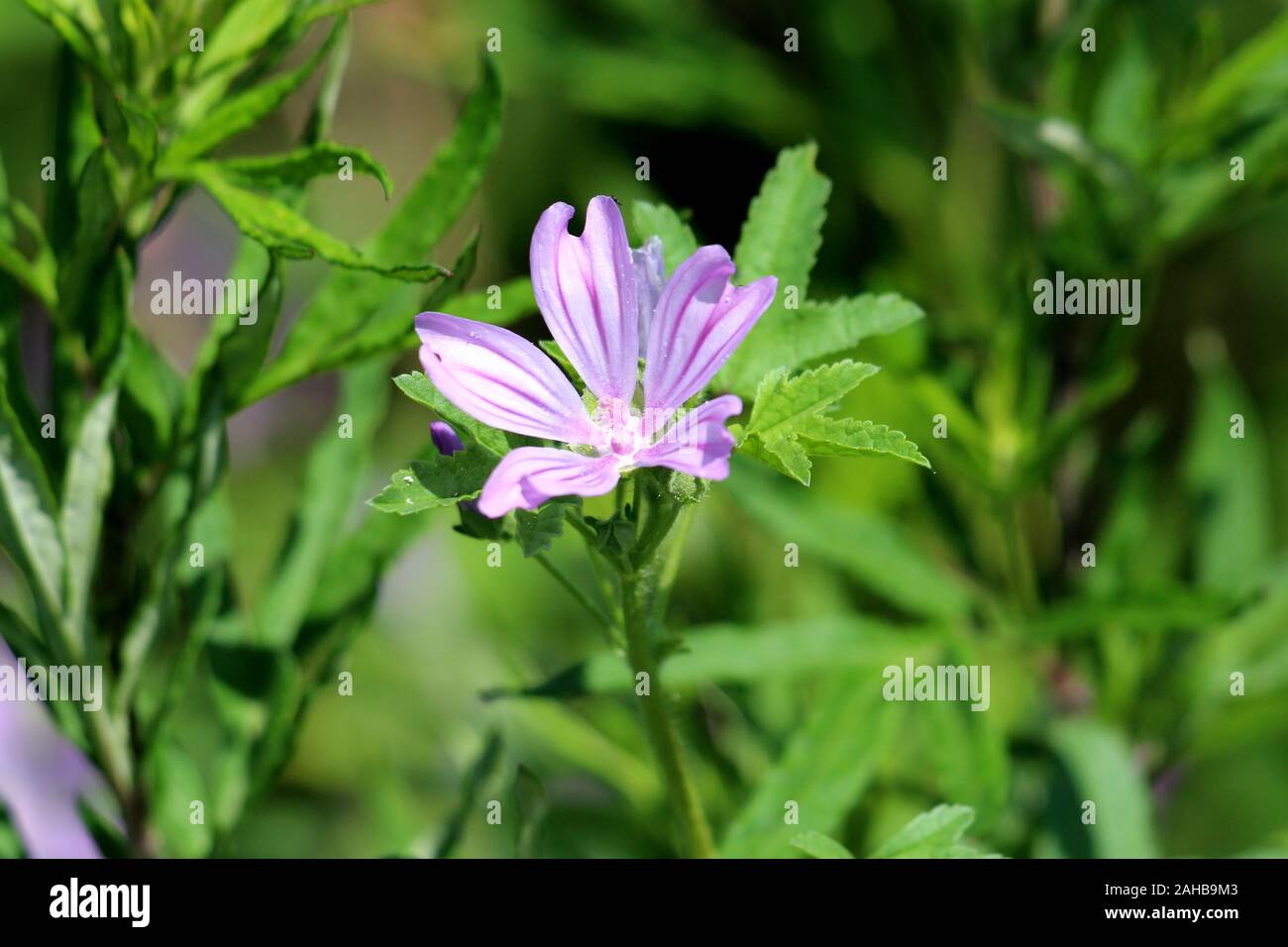 Single Common mallow or Malva sylvestris or Cheeses or High mallow or ...