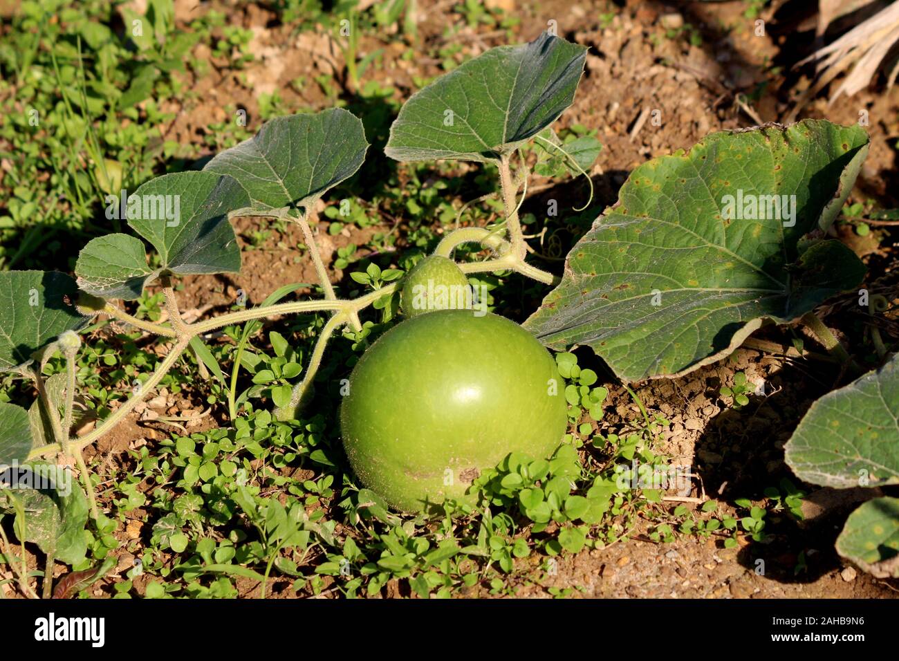 Single ornamental gourd plant vine with large dark green leaves and ...