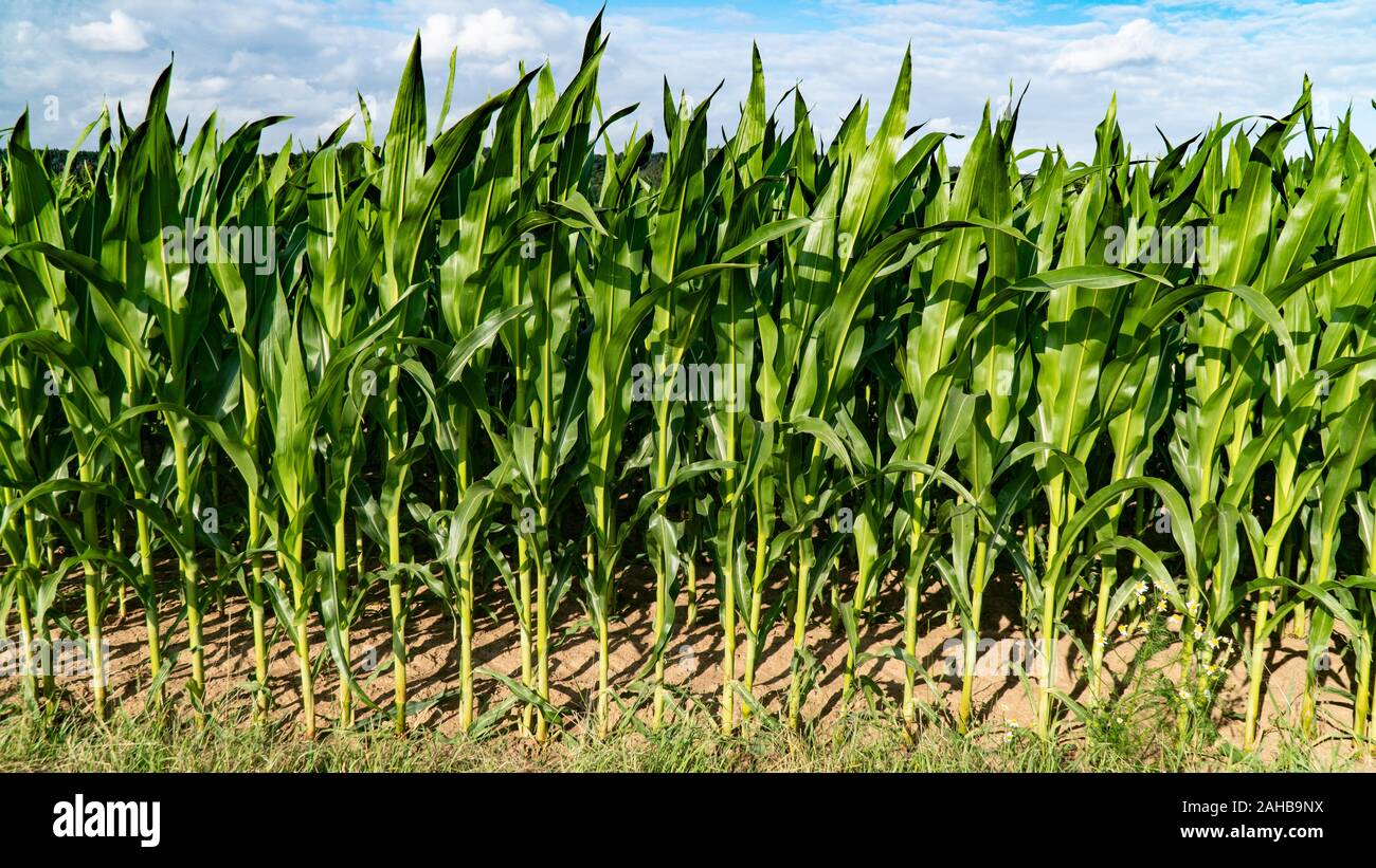 Green Cornfield in detail in summertime Stock Photo - Alamy