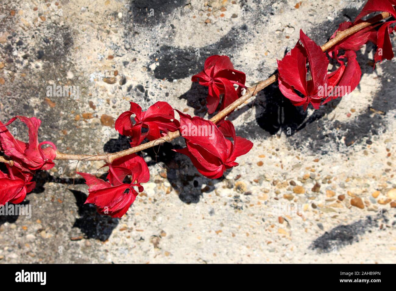 Single Virginia creeper or Parthenocissus quinquefolia or Victoria ...