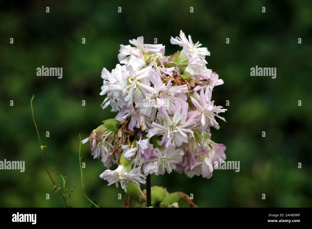 Single Wild sweet William or Saponaria officinalis or Common soapwort ...