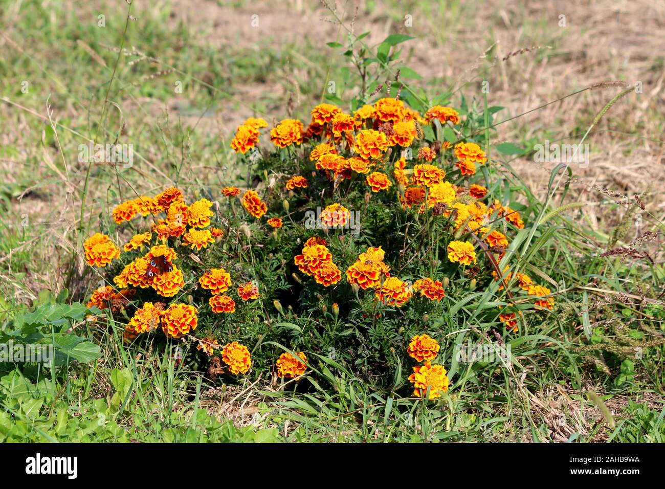 Small bush like Mexican marigold or Tagetes erecta or Aztec marigold or ...