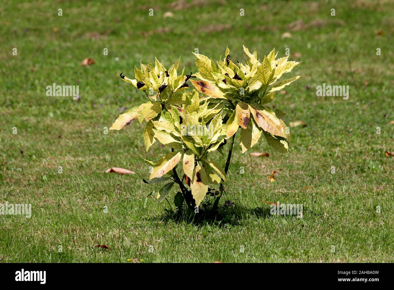 Small shrub of Japanese laurel or Aucuba japonica or Spotted laurel or ...