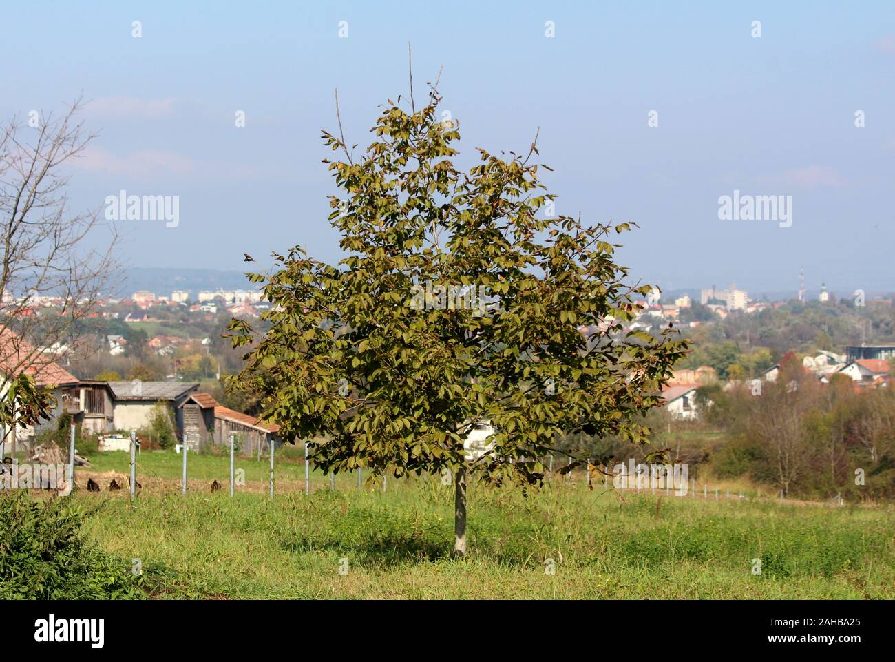 Small tree with beautiful treetop filled with green and yellow leaves ...