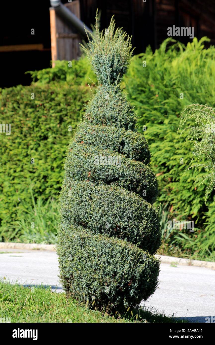 Strangely spirally cut small Cypress or Cupressus evergreen tree with ...