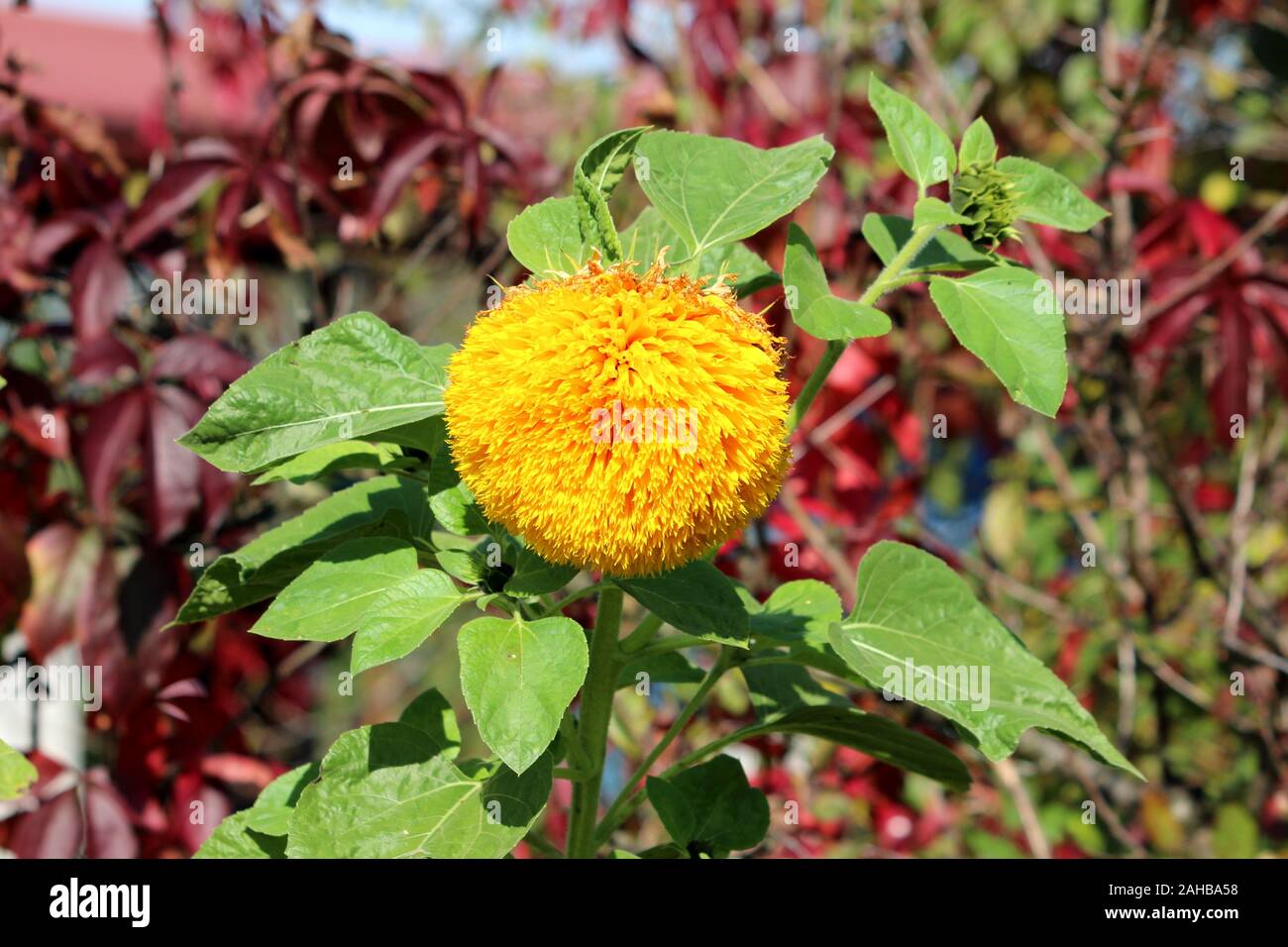 Sunflower Teddy bear or Helianthus annuus Teddy bear annual plant with ...