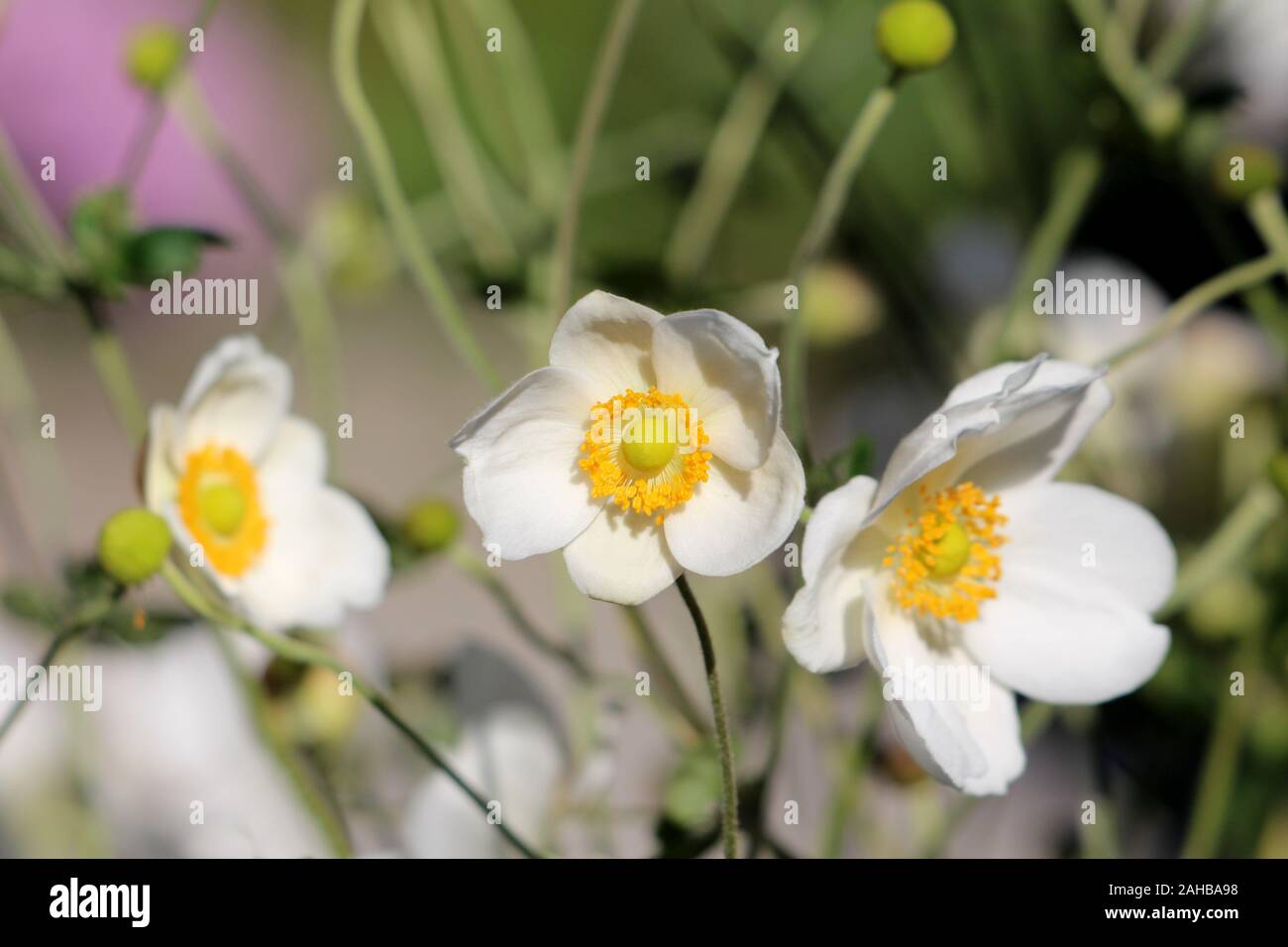 Three Japanese anemone or Anemone hupehensis or Thimbleweed or ...