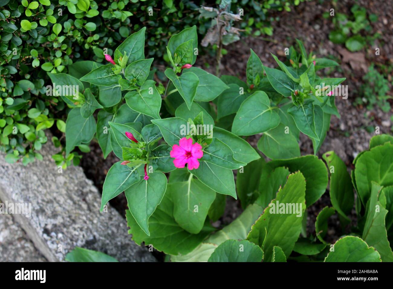 Top view of Marvel of Peru or Mirabilis jalapa or Four oclock flower or ...