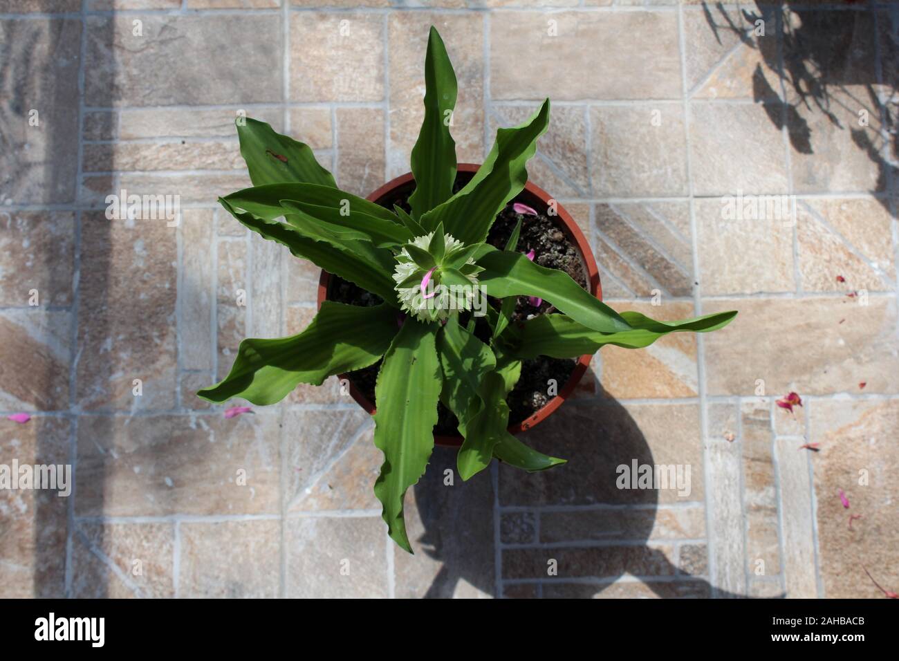 Top view of Pineapple lily or Eucomis or Pineapple flowers bulbous ...