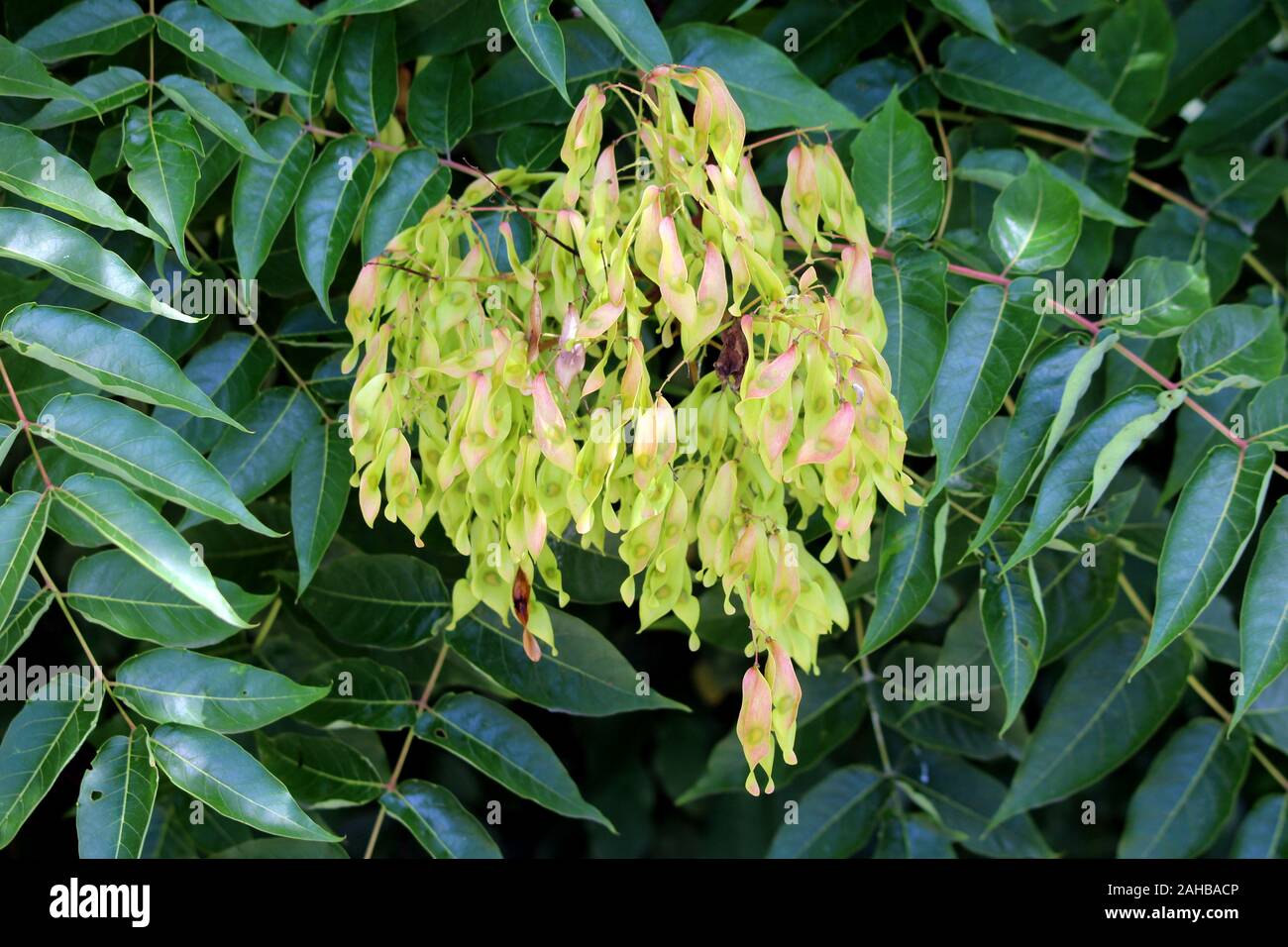 Tree of heaven or Ailanthus altissima or Ailanthus or Varnish tree or ...