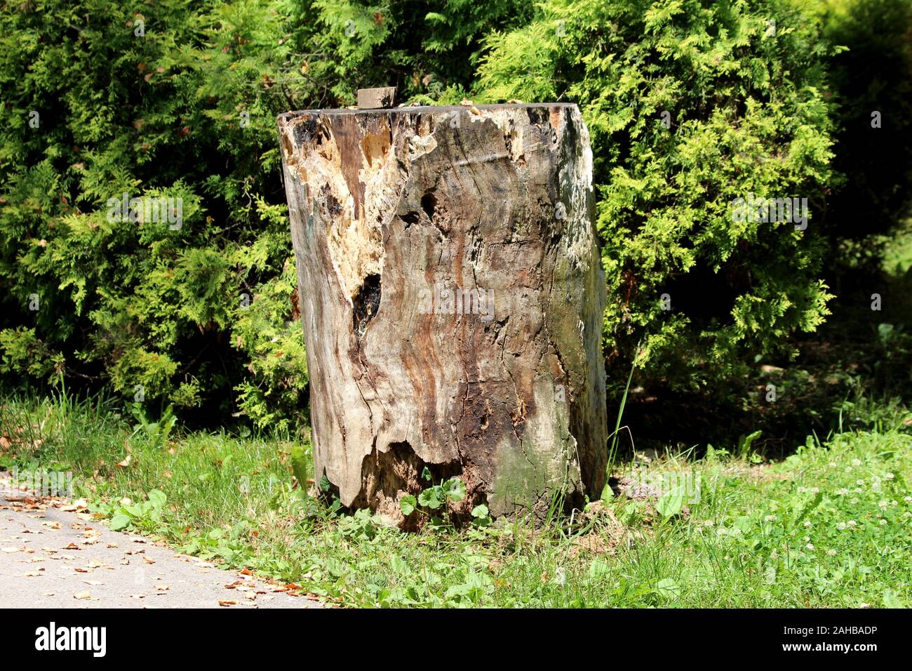 Tree stump left from old tall tree with beautiful texture left next to ...