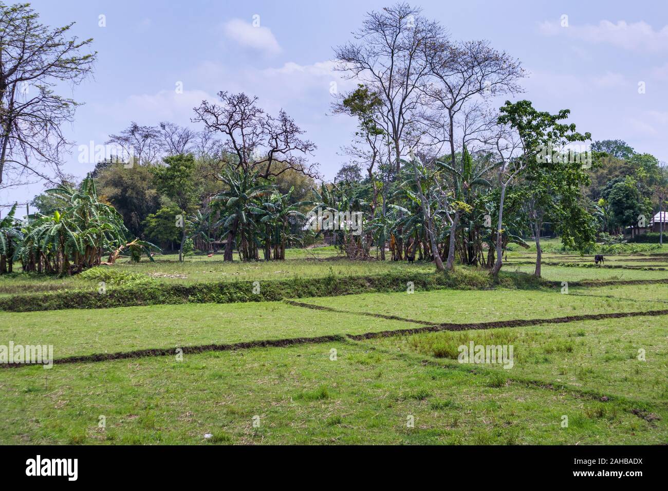 Fields in farmland in the countryside at Kaziranga National Park ...