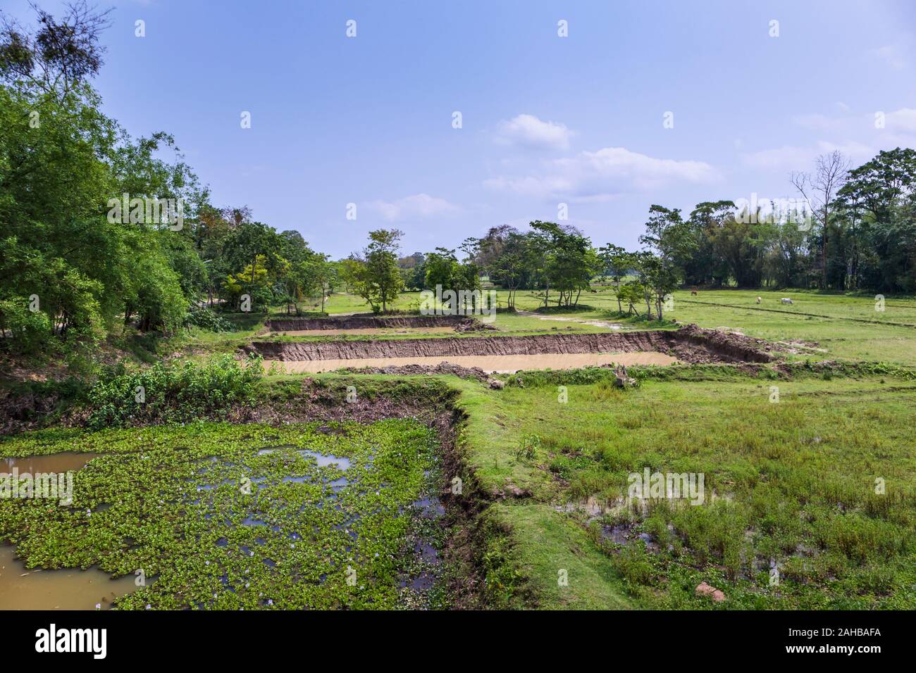 Fields in farmland in the countryside at Kaziranga National Park ...