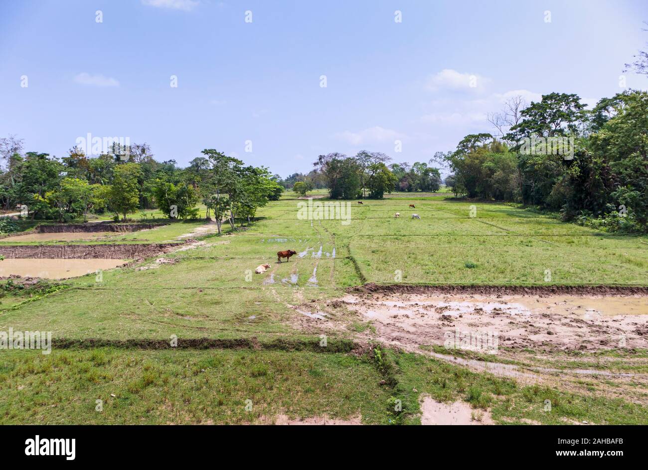 Fields in farmland in the countryside at Kaziranga National Park ...