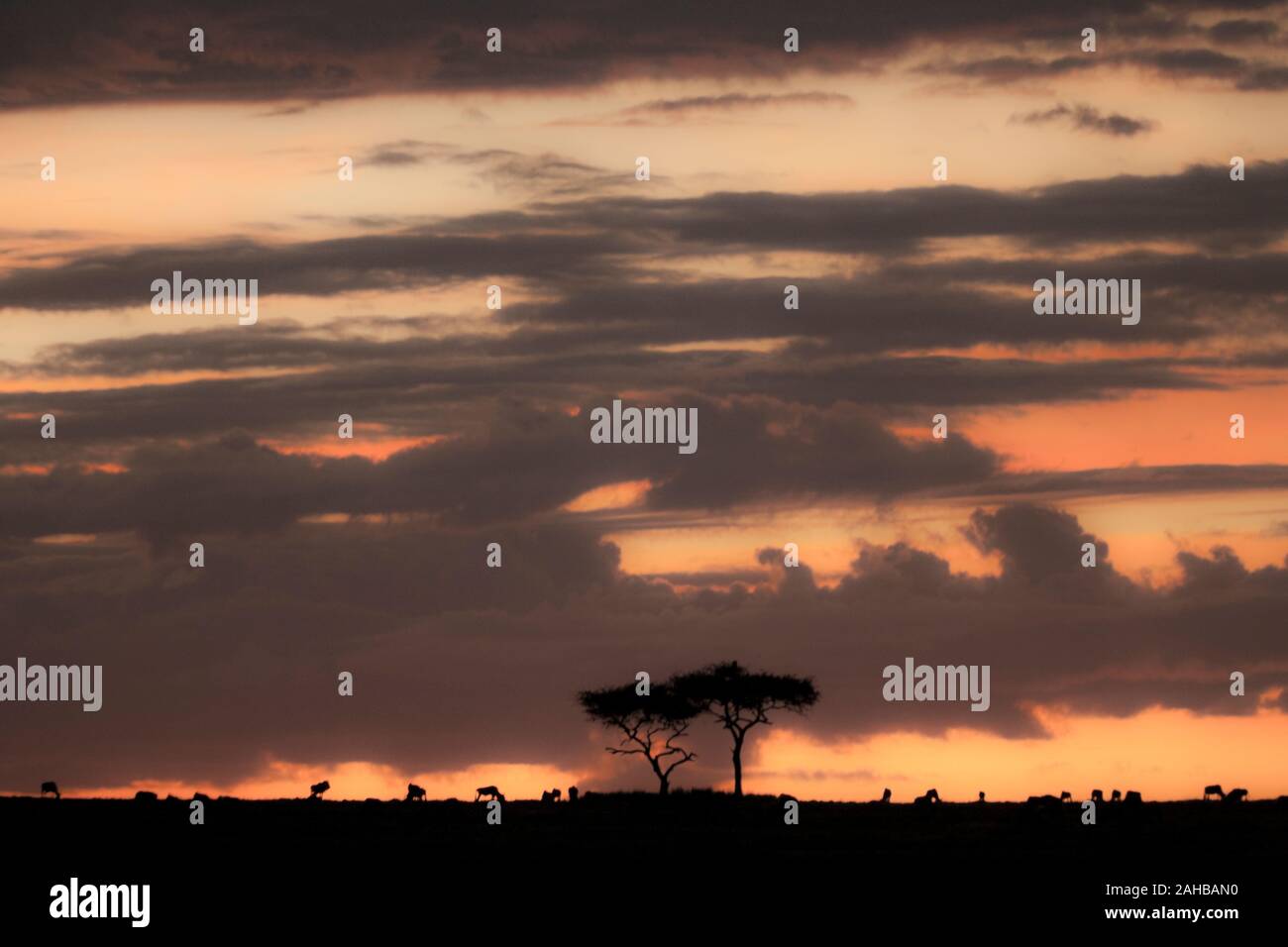 African sunset over the Maasai Mara, Kenya Stock Photo - Alamy