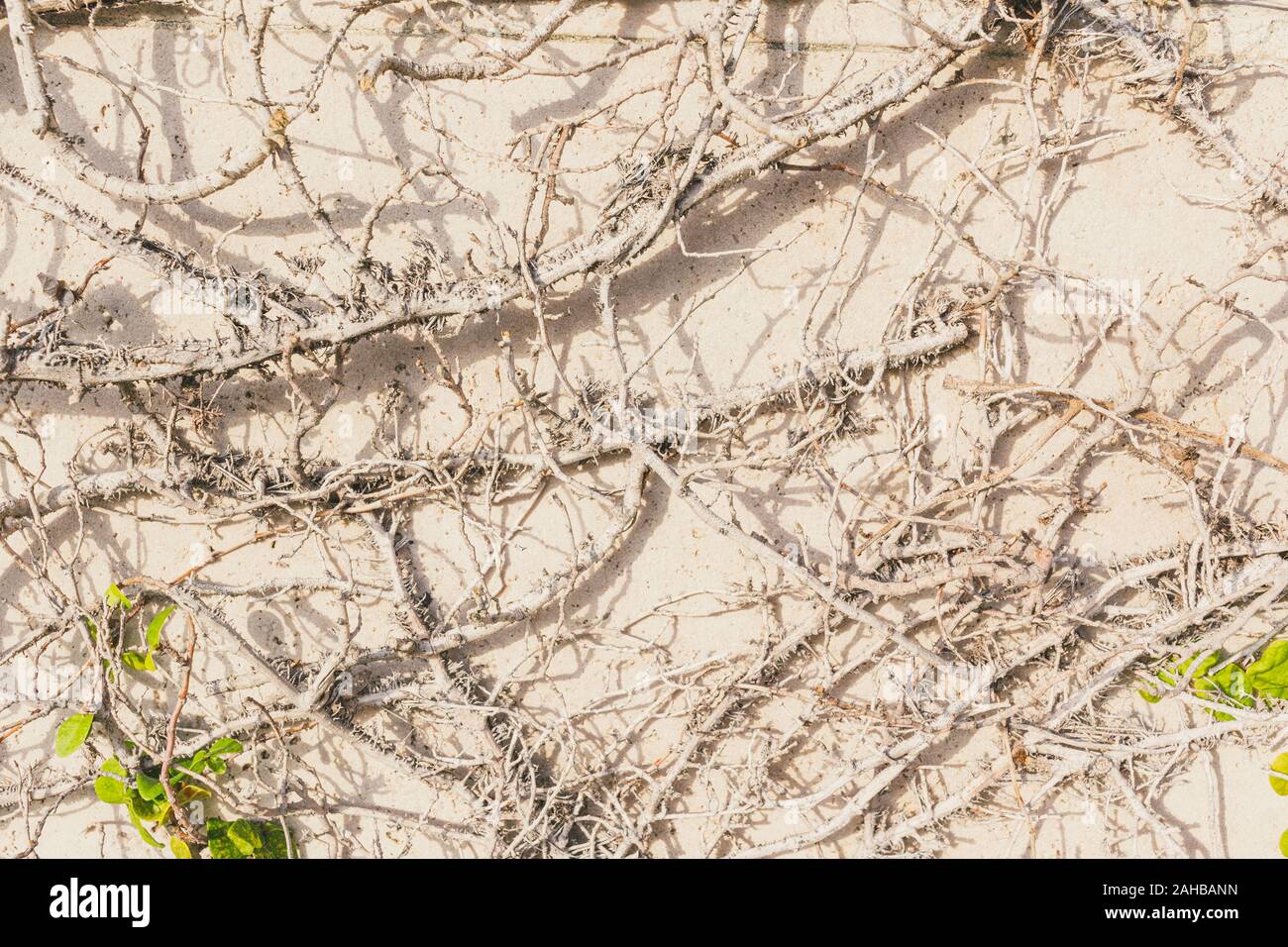 White stone wall with dead vines background texture Stock Photo - Alamy