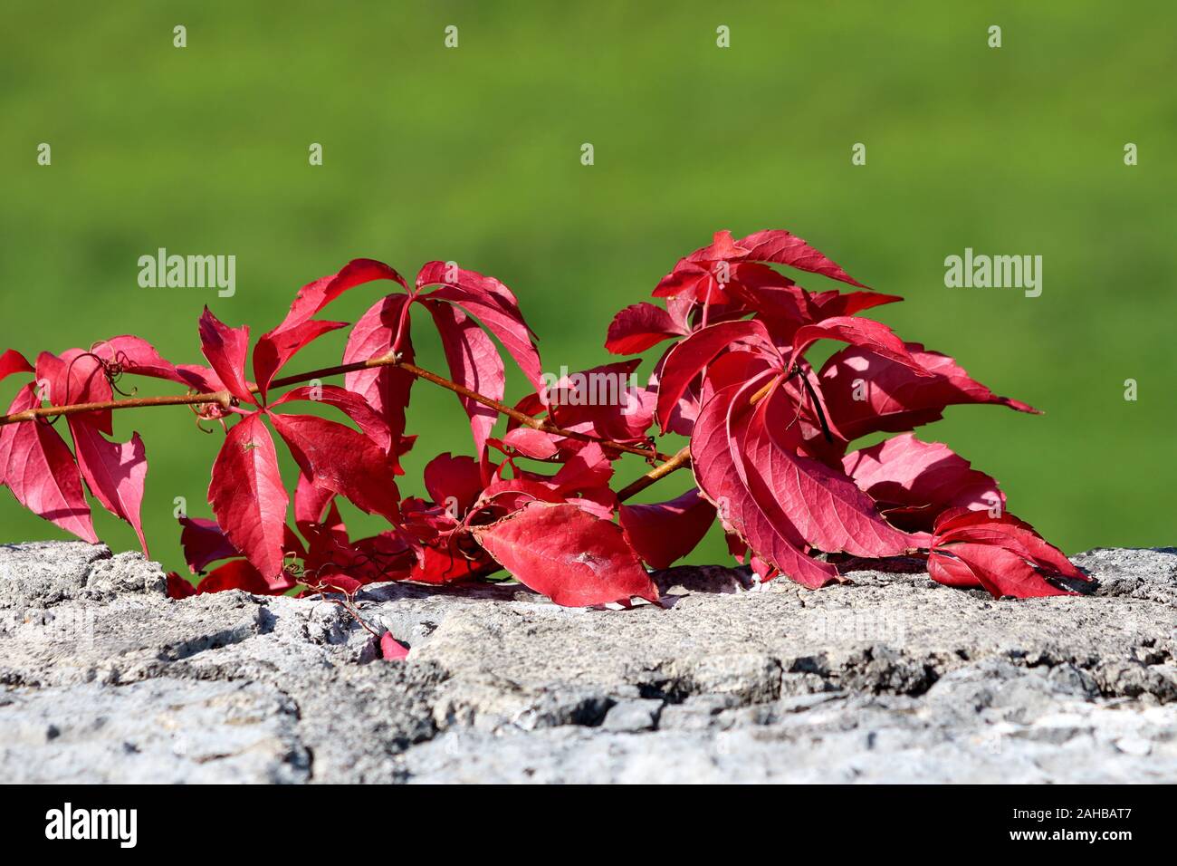 Virginia creeper or Parthenocissus quinquefolia or Victoria creeper or ...