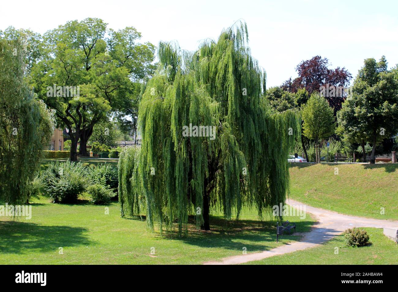 Weeping willow or Salix babylonica or Babylon willow tall old tree with dense fresh green leaves ...
