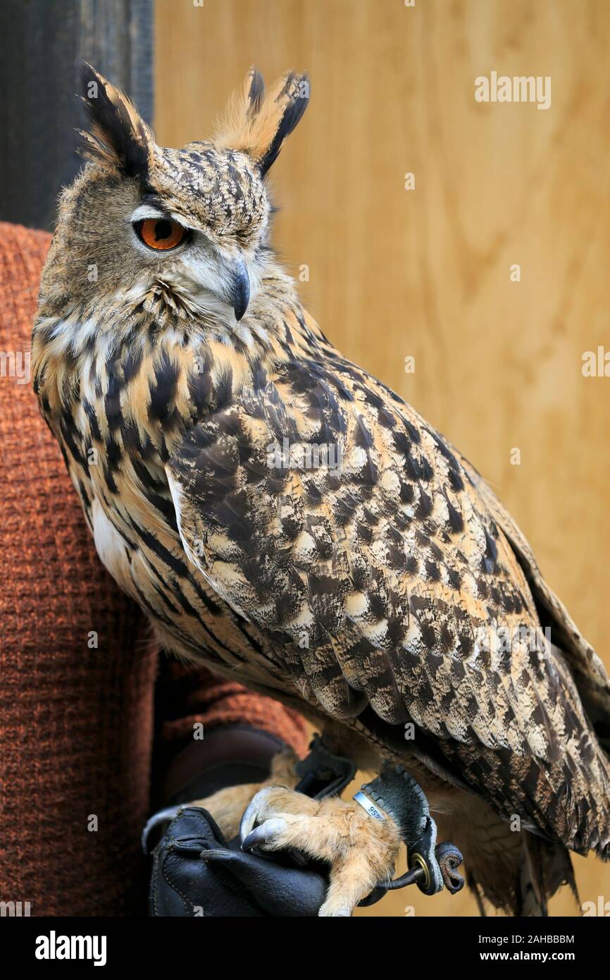 Great Horned Owl, The Royal Mile, The Old Town, Edinburgh, Scotland ...