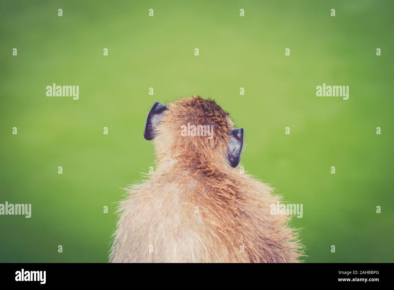 Back of a monkey's head on the green background. A stump-tailed macaque ...